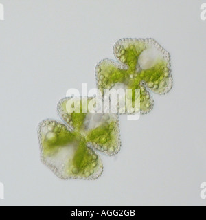 Microscopic view of green algae (Cosmarium) inside empty Ostracod shell ...