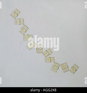 Tabellaria flocculosa.Diatom.Seawed.Algae.Optic microscopy Stock Photo ...