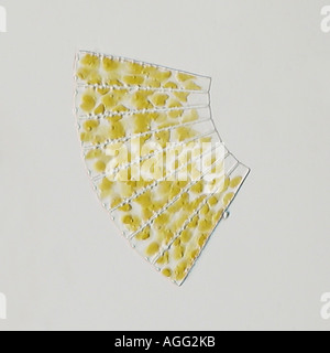 Meridion circulare (Meridion circulare), in shining-through light Stock ...