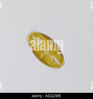 Amphora ovalis (Amphora ovalis), in shining-through light Stock Photo ...