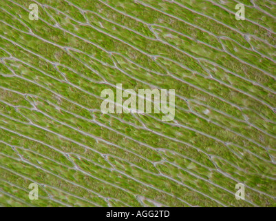Common water moss (Fontinalis antipyretica) in a stream Stock Photo - Alamy