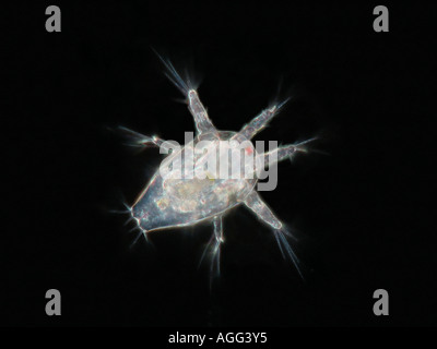 copepods (Copepoda), Nauplius larva of copepod with phase-contrast MRI ...