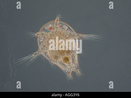 copepods (Copepoda), Nauplius larva of copepod in dark field mikroskopy ...