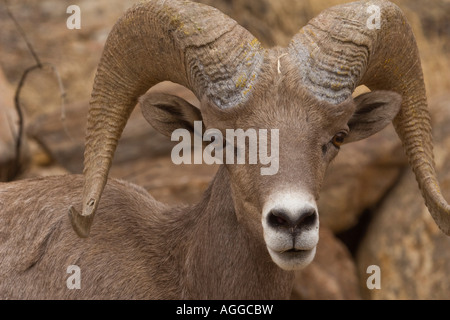 Portrait of an Endangered Peninsular Bighorn Ram with Open Mouth Stock ...