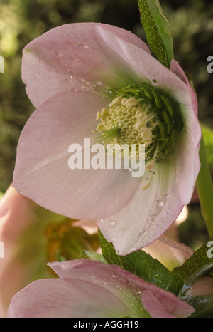 Beautiful pink Helleborus with drops of dew, spring flowers in garden ...