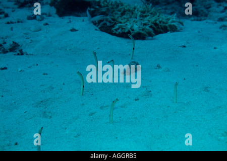 Maldives Rasdhoo Atoll Madivaru Spaghetti Eels Gorgasia Maculata On ...