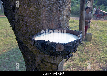 Rubber tree rubber tapping and Thai workers collecting rubber tree sap ...