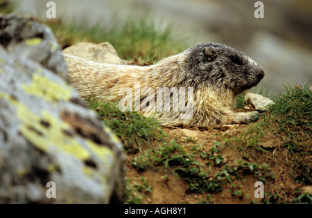 Alpine marmot (Marmota marmota), marmot lying in a meadow and yawning ...