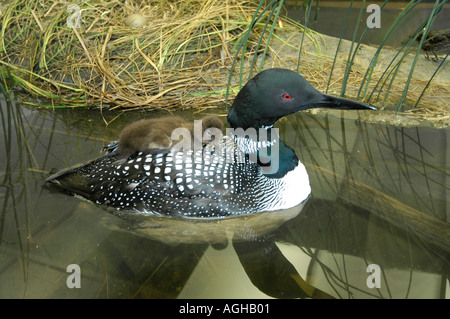 Seney National Wildlife Refuge System in Upper Peninsula Michigan Stock ...