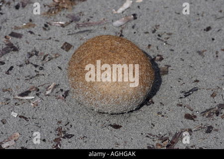 Neptune grass, Poseidon grass, Nun's fart, Mediterranean tapeweed ...