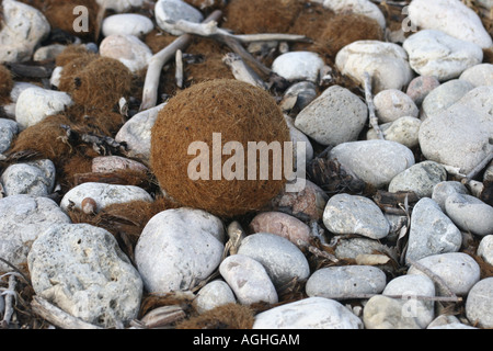 Neptune grass, Poseidon grass, Nun's fart (Posidonia oceanica), neptune ...