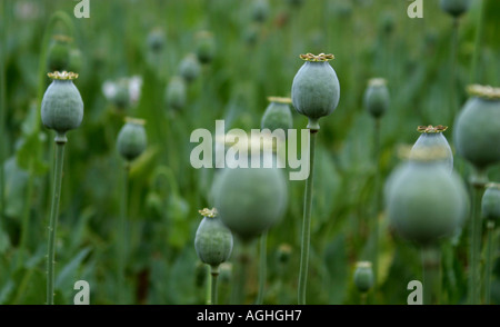 Poppy, Papaver seed heads. Creative Art of poppy flowers seed capsules ...