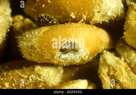 Lesser grain borer Rhizopertha dominica on wheat grain Stock Photo - Alamy