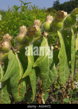 Black Henbane (Hyoscyamus niger), fruit and seeds, studio picture Stock ...
