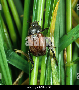A Welsh Chafer (Hoplia philanthus) on an Oak leaf Stock Photo - Alamy