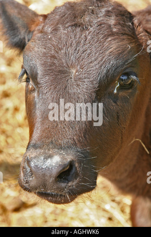 Cow with an infected eye Stock Photo - Alamy