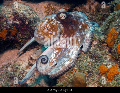 Caribbean Reef octopus, Octopus briareus, Bonaire, Caribbean ...