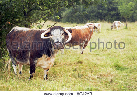 Old English longhorn cattle grazing at the Knepp Wildland Estate in ...