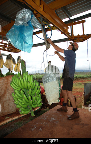 Banana packing shed Atherton Cairns tablelands far north Queensland ...