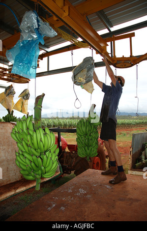 Banana packing shed Atherton Cairns tablelands far north Queensland ...