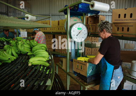 Banana packing shed Atherton Cairns tablelands far north Queensland ...