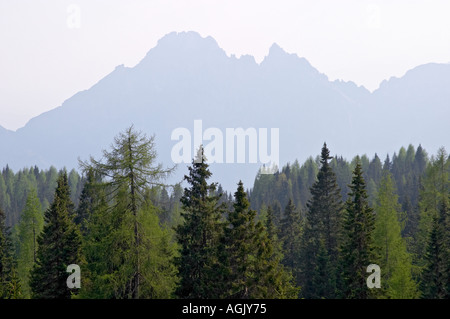 Pine wood and the profile of a mountain Dolomites Alps Italy Stock ...