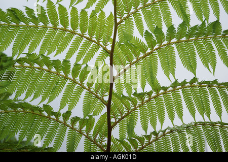 Giant king fern from below Cairns tablelands Queensland Australia dsc ...