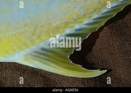 Golden gold trevally Scientific Name Gnathanodon speciosus Queensland ...