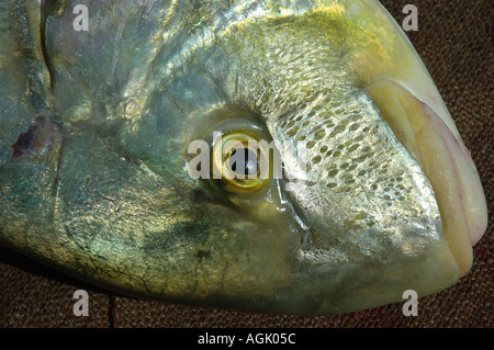 Golden gold trevally Scientific Name Gnathanodon speciosus Queensland ...