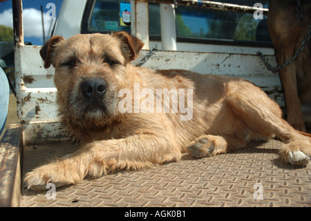 Huge pig dog in back of ute outback Australia queensland dsc 0025 Stock ...