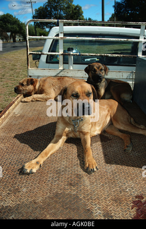 Huge pig dog in back of ute outback Australia queensland dsc 0025 Stock ...