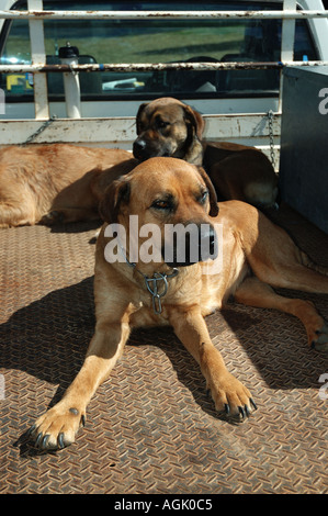 Huge pig dog in back of ute outback Australia queensland dsc 0025 Stock ...