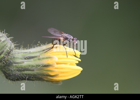 Fly Phaonia subventa on Corn Sow-thistle Sonchus arvensis @ Potteric ...
