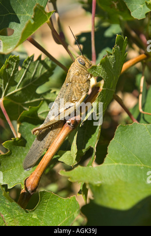 Locust on Branch Stock Photo - Alamy