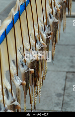 Drying squids on a pole Stock Photo - Alamy