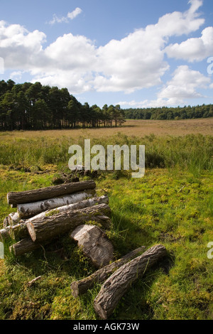 Hasley Inclosure from Broomy New Forest Hants UK All the New Forest ...