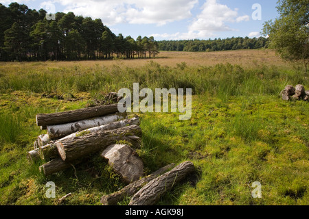 Hasley Inclosure from Broomy New Forest Hants UK All the New Forest ...