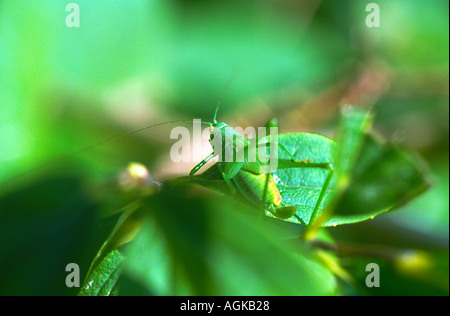 Bush cricket (family Tettigoniidae) on a leaf in the rainforest ...
