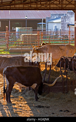 Longhorn steer in Fort Worth Stockyards. Texas, United States Stock ...