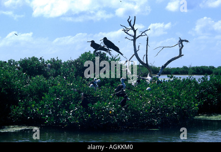 Codrington Lagoon Barbuda Mangroves And Frigate Birds In Flight Stock ...