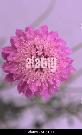 Pink flower Scabiosa closeup Stock Photo - Alamy