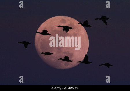 Silhouette of ducks flying in a formation during migration Stock Photo ...