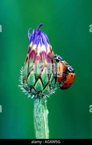 Reproduction in ladybugs Stock Photo - Alamy