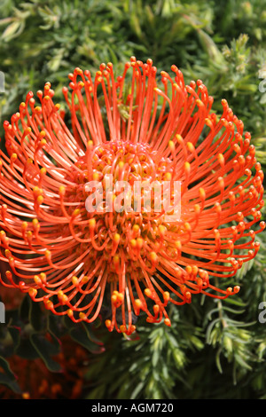 Local Flora Kangaroo Island Australia Stock Photo - Alamy