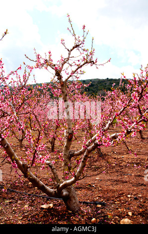 Israel Upper Galilee pink Peach blossoms on Peach trees in a plantation ...