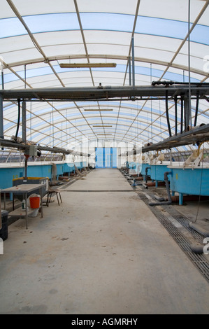 Israel Sea of Galilee fish breeding centre Agitating the water to ...