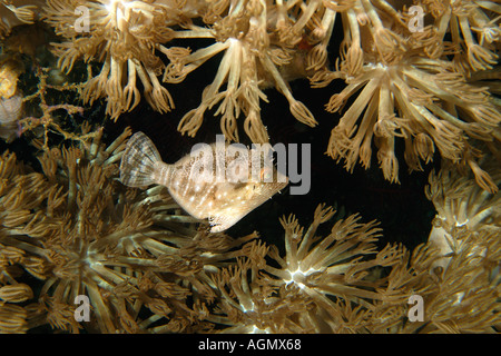 Radial filefish Acreichthys radiatus among flower soft corals Xenia sp ...