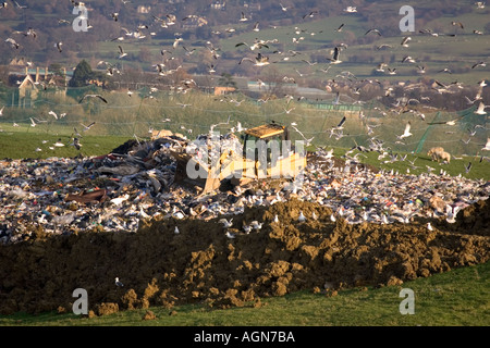 bulldozer working on landfill with birds in the sky Stock Photo - Alamy