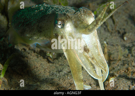 Needle cuttlefish Sepia aculeata in sandy bottom Dumaguete Negros ...