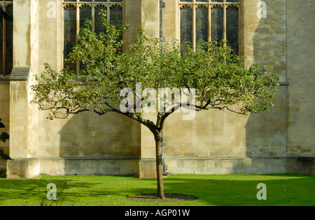 Newton Apple Tree, Trinity College Cambridge Stock Photo: 88225206 - Alamy